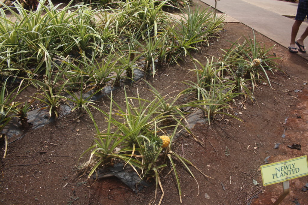 Wo kommt die Ananas her? - Dole Plantation Hawaii - TraumHawaii