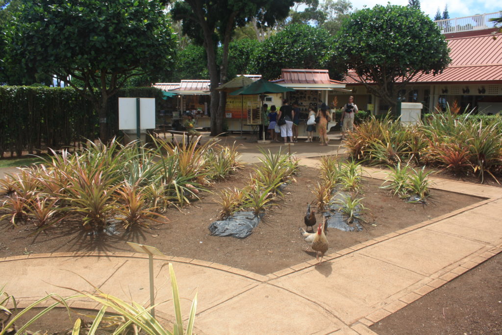 Wo kommt die Ananas her? - Dole Plantation Hawaii - TraumHawaii